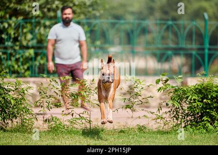 Boxer dog jumping over green bush in public park, outdoor walking with ...