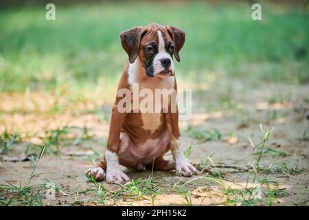 Boxer dog puppy full height side view portrait at outdoor park walking ...