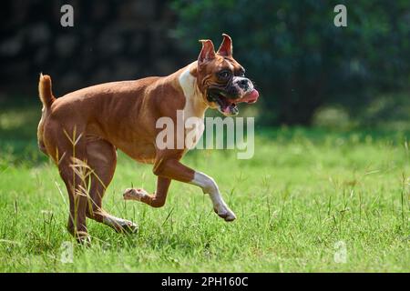 Boxer dog runs on green grass summer lawn outdoor park walking funny ...