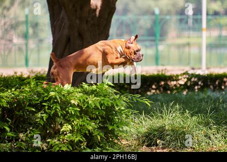Boxer dog jumping over green bush in public park, outdoor walking with ...