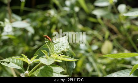 Closeup of Bloody Net Winged Beetle known as Lycus sanguineus sitting ...