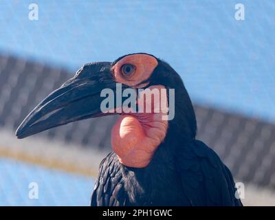 A Kaffir Horned Raven standing on a close-up Stock Photo - Alamy