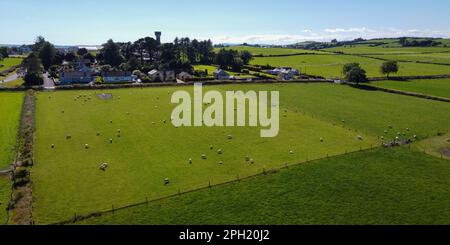 Flock of sheep on meadow with farmhouse and trees in background Stock ...