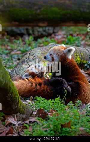 Young red panda playing on a forest ground Stock Photo - Alamy