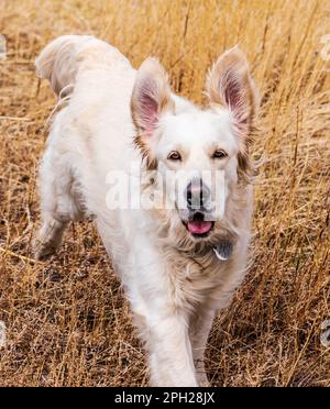 Cartoon funny beige dog comic animal character Stock Photo - Alamy