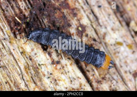 Lygistopterus sanguineus larva (Predatory) on wood. Net-winged beetles ...
