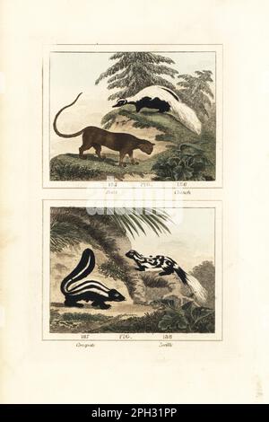 Eastern Spotted Skunk (Spilogale putorius) Stalks Right Along Log ...