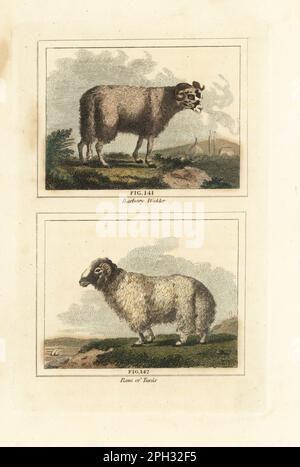 Broad-tailed sheep, Ovis aries laticaudata, and merino sheep, Ovis ...