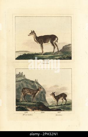 Sri Lankan spotted chevrotain (Moschiola meminna). 18th century ...