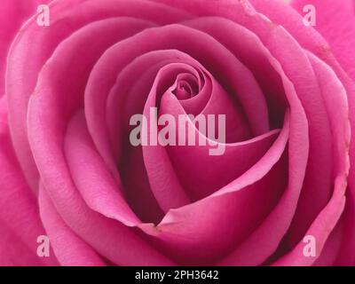 Big red rose close up. Deep Red color. Big beautiful red rose flower ...