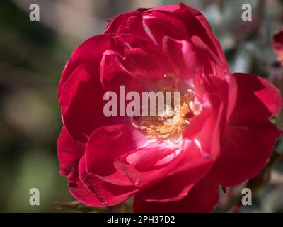 Elegant red rose macro. Velvet red petals with drops of water at the ...