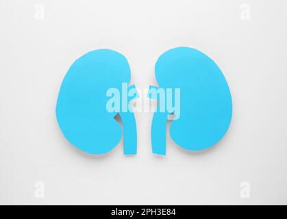 Paper cutout of kidneys on white background, top view Stock Photo - Alamy