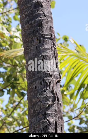 Beautiful rat snake coming down a palm tree Stock Photo - Alamy