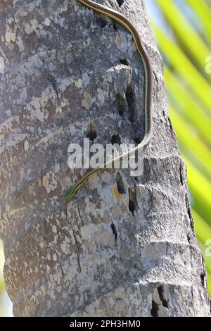 Beautiful rat snake coming down a palm tree Stock Photo - Alamy