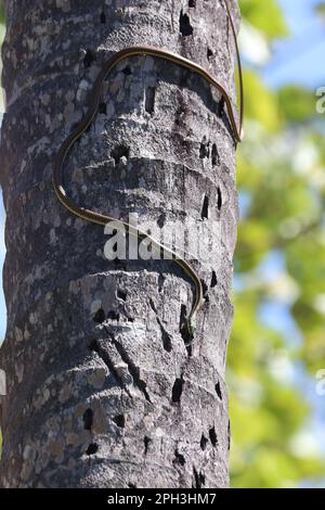 Beautiful rat snake coming down a palm tree Stock Photo - Alamy