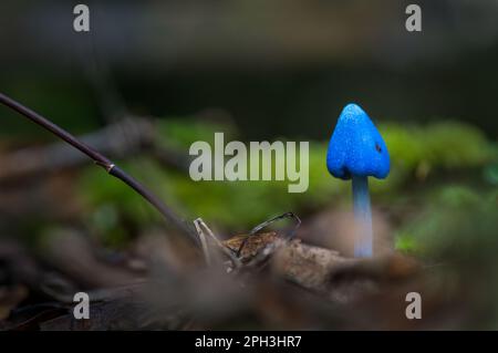 Blue mushroom (Entoloma hochstetteri) on forest habitat in the Rotorua ...
