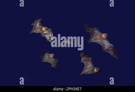grey headed flying fox bats flying at night Stock Photo - Alamy
