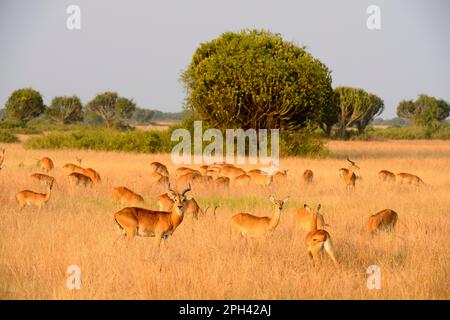 Adenota thomasi, Uganda kob (Kobus kob thomasi), Uganda kobs, antelopes ...