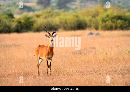Adenota thomasi, Uganda kob (Kobus kob thomasi), Uganda kobs, antelopes ...
