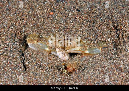 Rudder crab, Rudder crabs, Swimming crab, Swimming crabs, Other animals ...