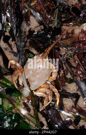 Masked crab, Antenna crab, Masked crabs, Antenna crabs, Other animals ...