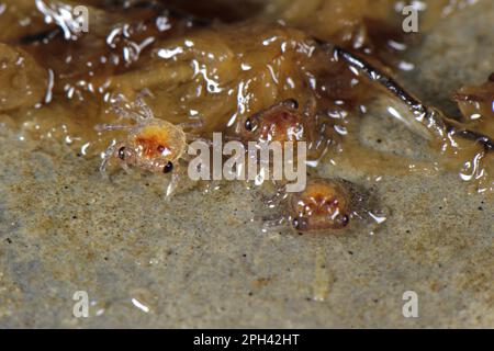 Mandarin Crab Geosesarma notophorum newly hatched young Pulau Lingga ...