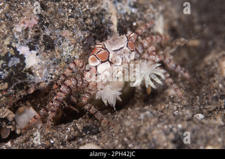 Boxer crab, Boxer crabs, Crab, Crabs, Other animals, Crabs, Crustaceans ...