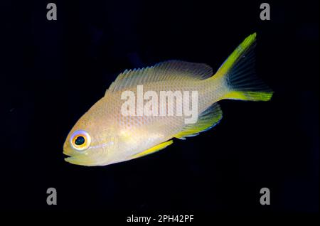 Randall's Anthias (Pseudanthias randalli) adult swimming Nyata Island ...