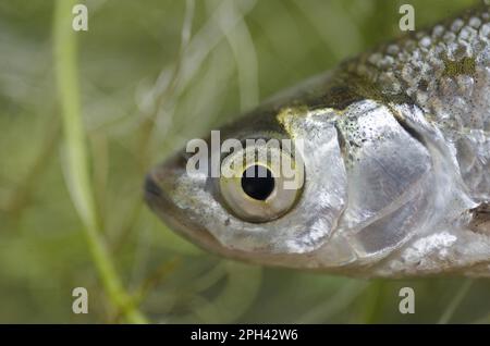 Bleak, Onionfish, Bleak, common bleaks (Alburnus alburnus) Bleak ...