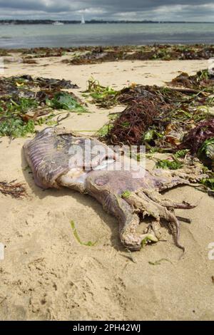Dead Common Cuttlefish, Sepia officinalis, washed up on beach ...