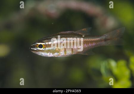 Truncate Cardinalfish (Cheilodipterus singapurensis) adult, swimming ...