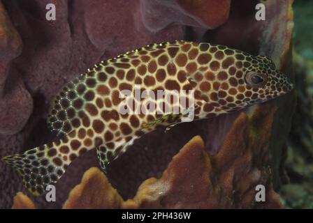 Honeycomb grouper (Epinephelus merra), Honeycomb Grouper, Merra ...