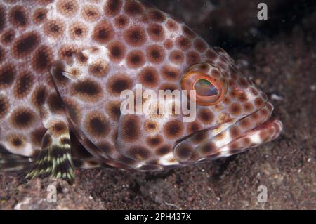 Honeycomb grouper (Epinephelus merra), Honeycomb Grouper, Merra ...