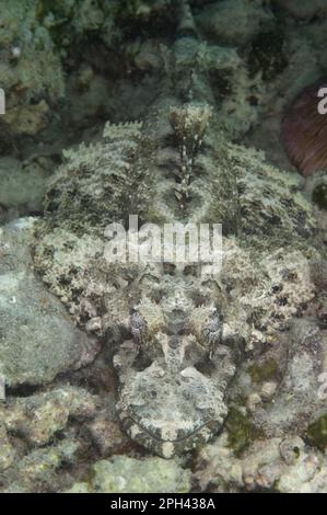 Brown-headed Flathead, de beaufort's flathead (Cymbacephalus beauforti ...