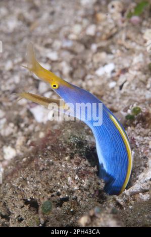 Nose moray eel, Ghost moray eel, Nose moray eels, ribbon eels (Rhinomuraena quaesita), Animals ...