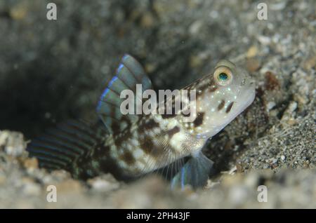Ventral-Barred Shrimpgoby - Cryptocentrus sericus Stock Photo - Alamy