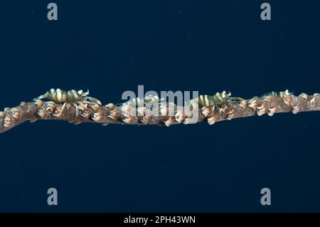 Black coral partner shrimp, Black coral partner shrimp, Partner shrimp ...