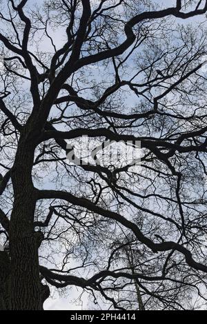 English oak (Quercus robur), Huelser Bruch nature reserve, Krefeld ...
