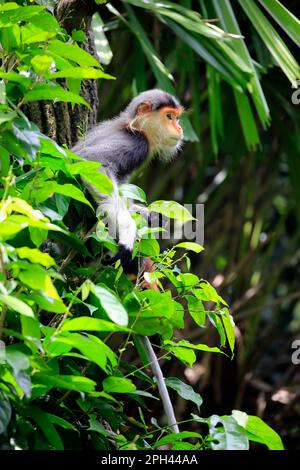 Douc (Pygathrix nemaeus), adult feeding on tree Stock Photo - Alamy