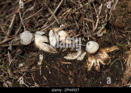 Dwarf Earth Star Stock Photo - Alamy