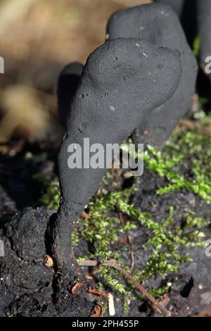 Long-handled wooden club Stock Photo - Alamy