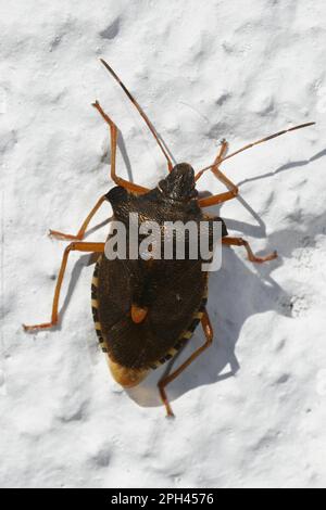 northern fruit bug Stock Photo - Alamy