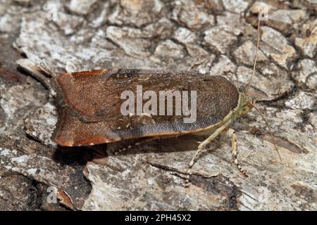 Langmaid's Yellow Underwing Moth Stock Photo - Alamy