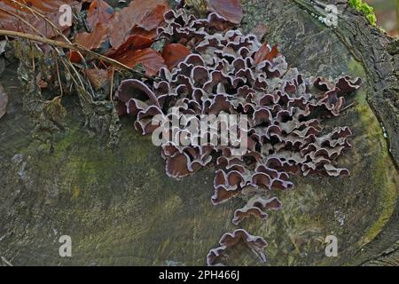 Purple layer fungus Stock Photo - Alamy