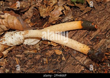 Common dog rod Stock Photo - Alamy