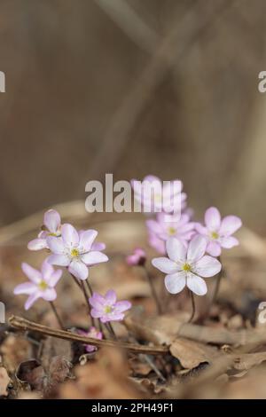 Group of pink liverwort flowers (Hepatica triloba Stock Photo - Alamy