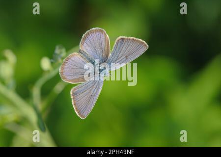 Cyaniris semiargus, the Mazarine blue, is a butterfly of the Lycaenidae ...