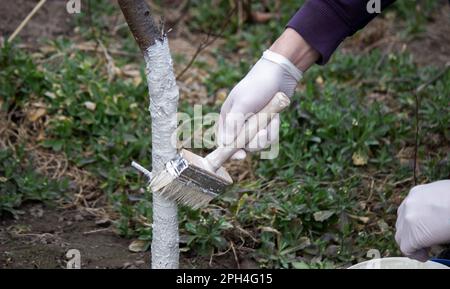 a male farmer covers a tree trunk with protective white paint against ...