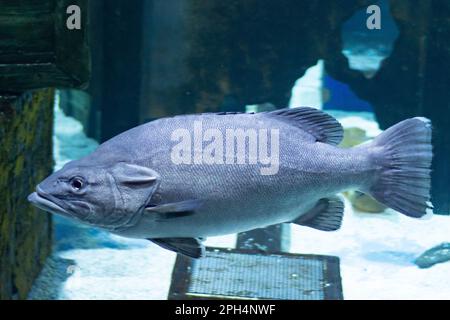 wreckfish swimming by Stock Photo - Alamy
