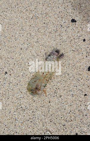 Plastic waste, beach of Mauritius Stock Photo - Alamy